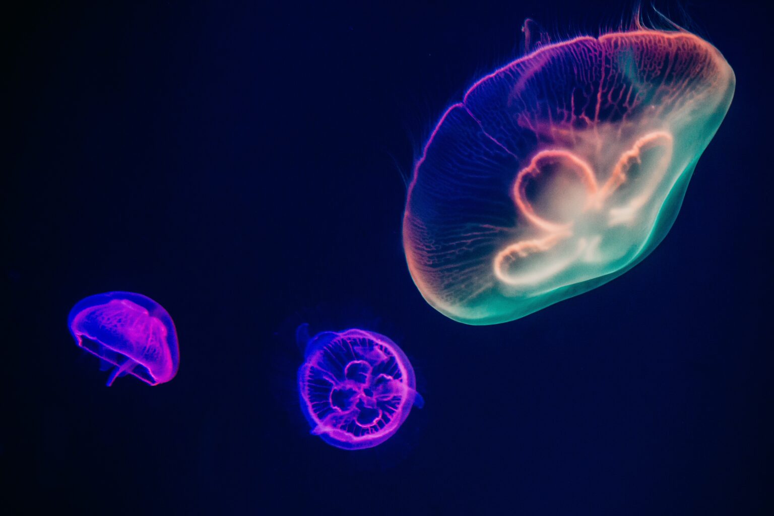 How 8 Organizational Metaphors Impact Change Leadership - NOBL